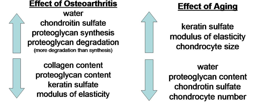 Articular Cartilage - Basic Science - Orthobullets.com