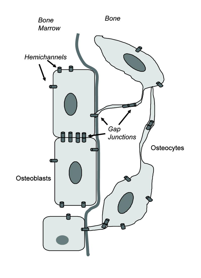 Bone Cells - Basic Science - Orthobullets