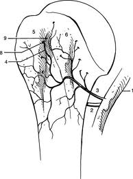 Proximal Humerus Fracture Humeral Malunion Retroversion Inclination ...