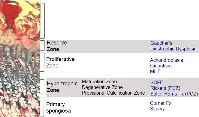 Endochondral Bone Formation - Basic Science - Orthobullets