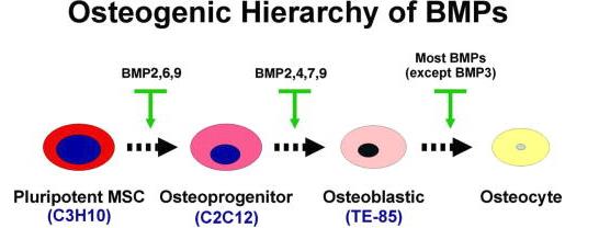 Question 211223 - Qbank - Orthobullets