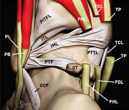 Question 210173 - Qbank - Orthobullets