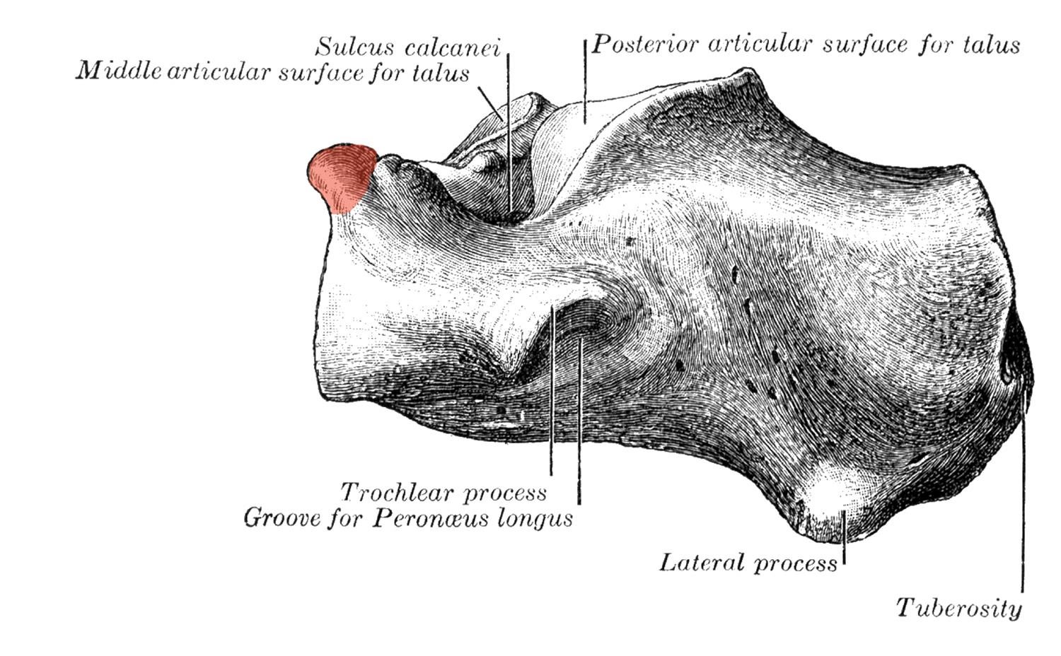 Question 211110 - Qbank - Orthobullets