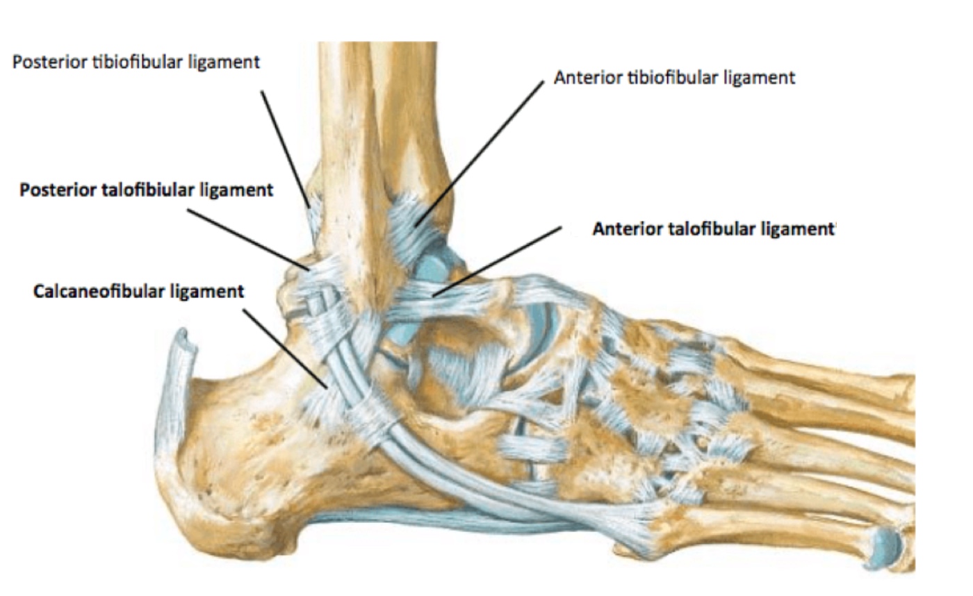 Question 211403 - Qbank - Orthobullets