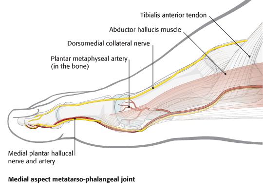 Question 211495 - Qbank - Orthobullets