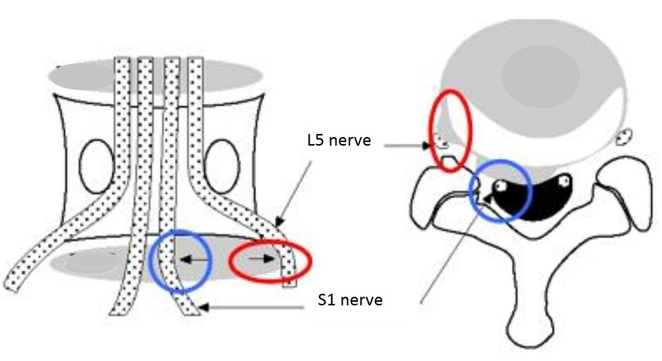 Question 211828 - Qbank - Orthobullets