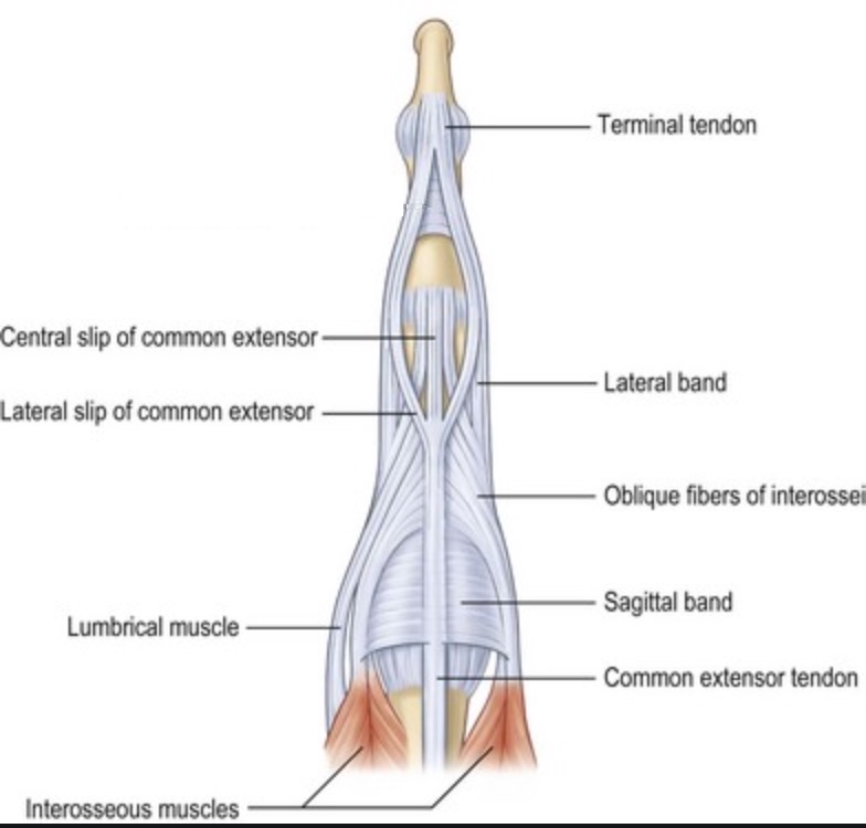 Question 211908 - Qbank - Orthobullets