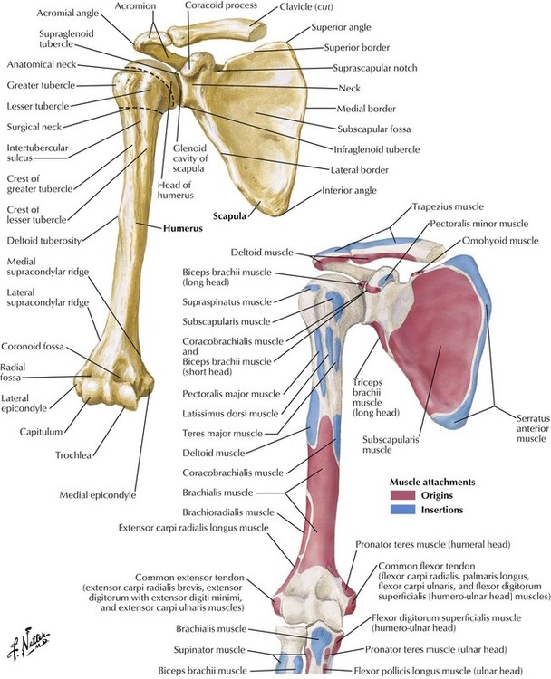 Question 213101 - Qbank - Orthobullets