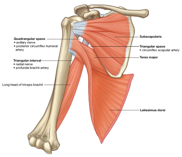 Question 213128 - Qbank - Orthobullets