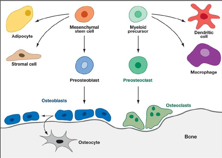 Question 213906 - Qbank - Orthobullets