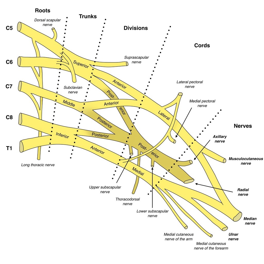 Question 215447 - Qbank - Orthobullets