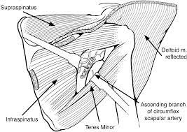 Question 217855 - Qbank - Orthobullets