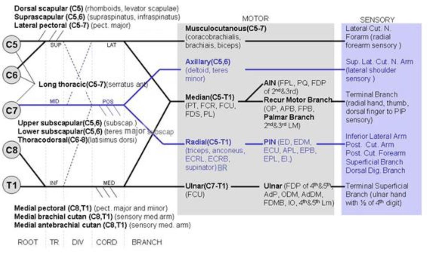 Question 218130 - Qbank - Orthobullets
