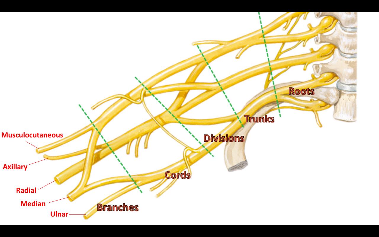 Question 218560 - Qbank - Orthobullets