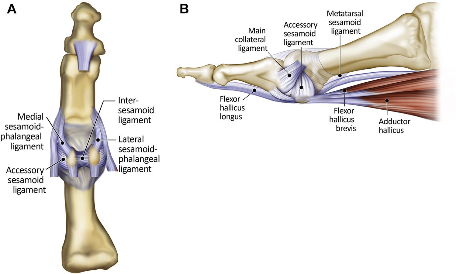 Question 218687 - Qbank - Orthobullets