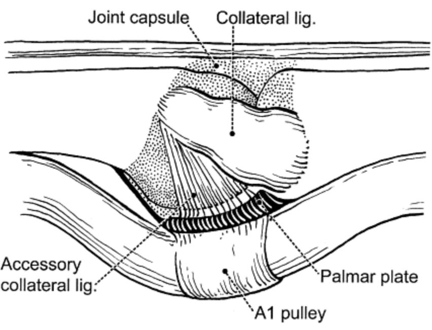 Question 218847 - Qbank - Orthobullets