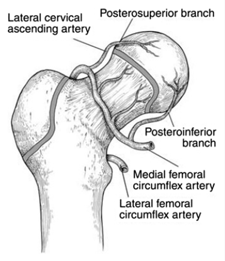 Question 219240 - Qbank - Orthobullets