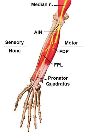 Question 2951 - Qbank - Orthobullets