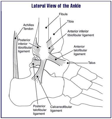 Low Ankle Sprain - Foot & Ankle - Orthobullets