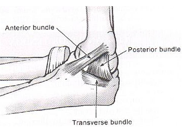 Ulnar Collateral Ligament