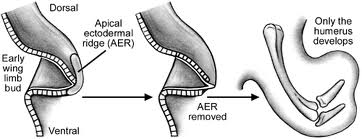 Embryology - Basic Science - Orthobullets