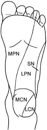 Leg Nerve Entrapment Syndromes - Foot & Ankle - Orthobullets