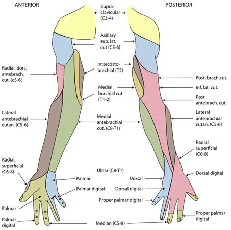 Volar Approach to Radius (Henry) - Approaches - Orthobullets