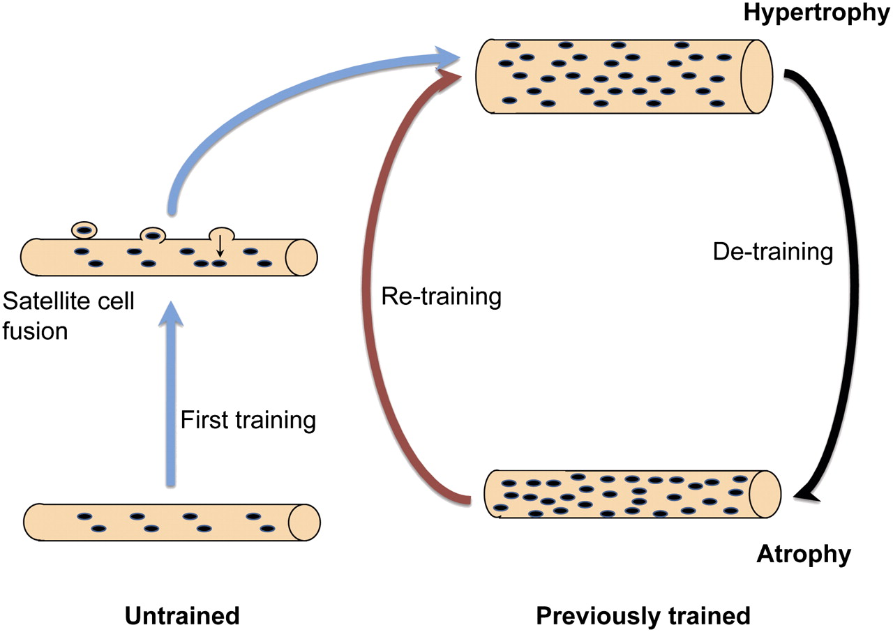 Muscle Biology & Physiology - Basic Science - Orthobullets