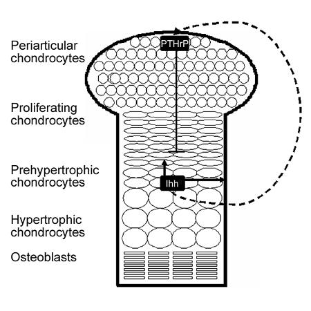 Endochondral Bone Formation - Basic Science - Orthobullets