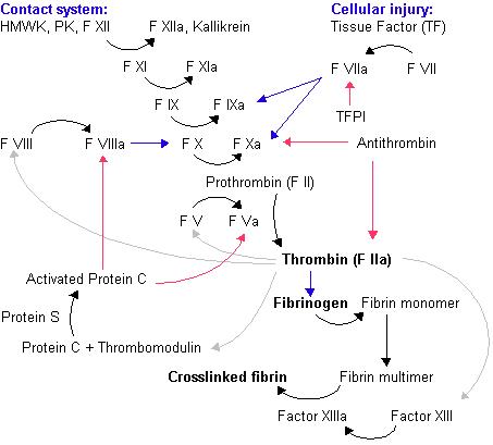Question 5525 - Qbank - Orthobullets