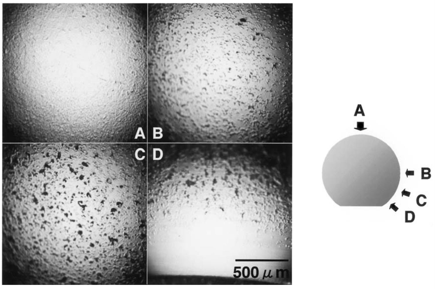 Question 5546 - Qbank - Orthobullets