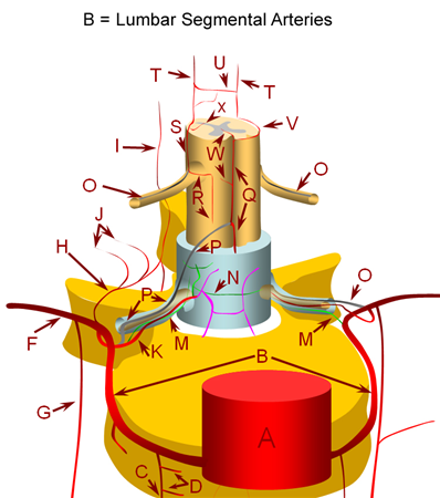 Retroperitoneal (Anterolateral) Approach to the Lumbar Spine ...