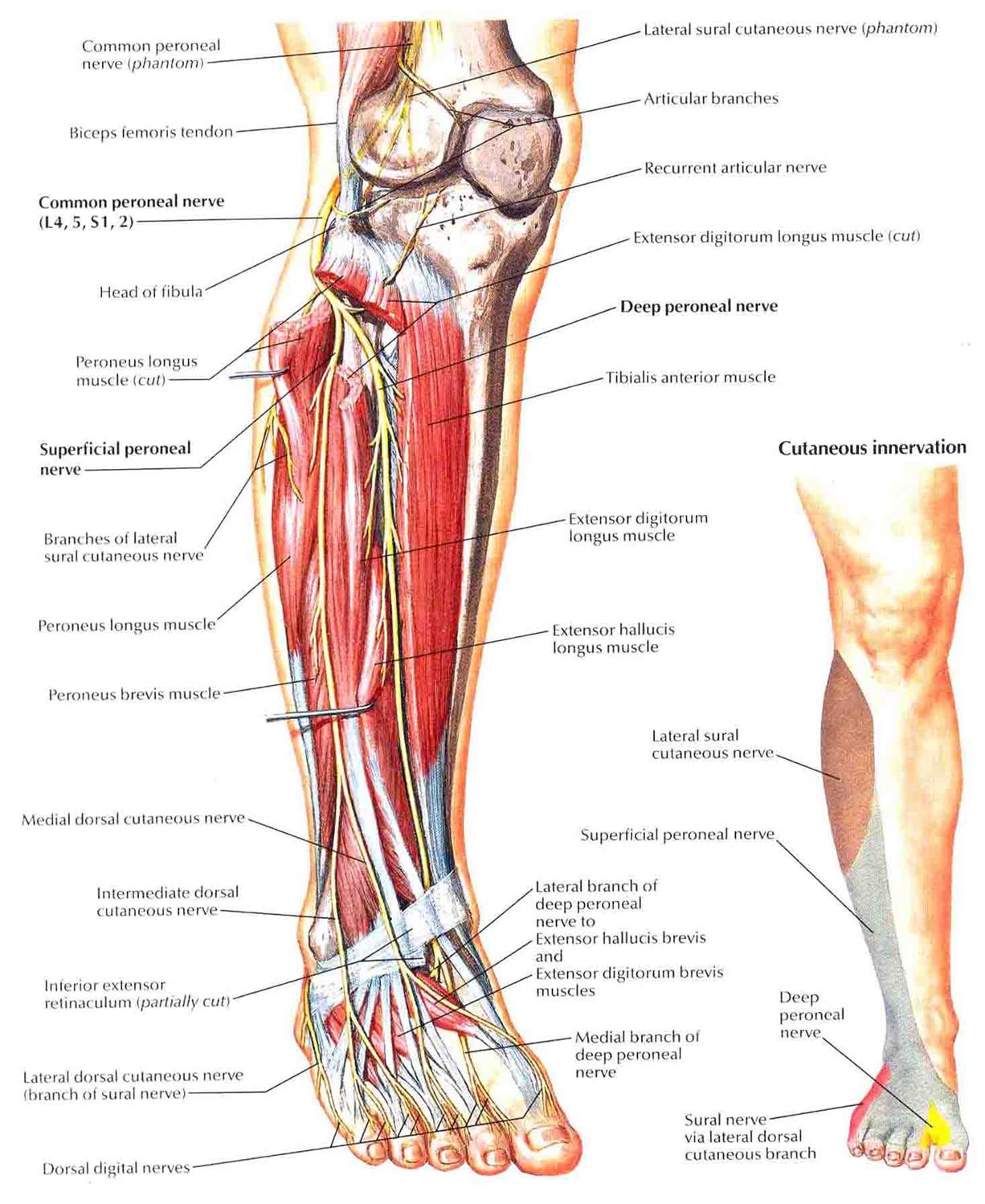 TKA Peroneal Nerve Palsy Recon Orthobullets