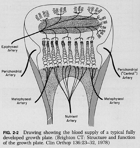Bone Circulation - Basic Science - Orthobullets