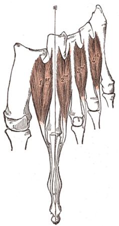 Dorsal interossei (LPN) - Anatomy - Orthobullets