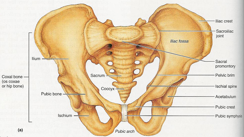 Pelvis Anatomy Recon Orthobullets Pelvis Anatomy Recon Orthobullets