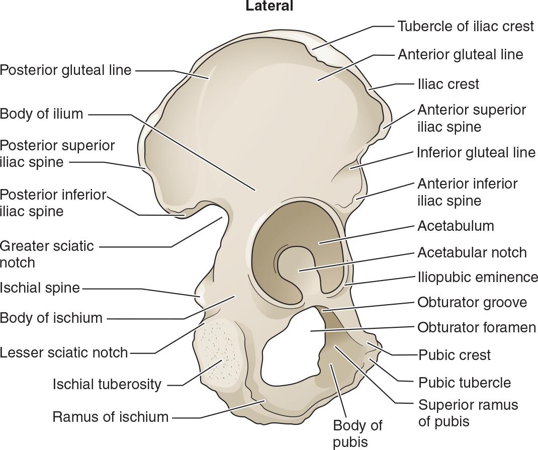 Pelvis Anatomy Recon Orthobullets Pelvis Anatomy Recon Orthobullets