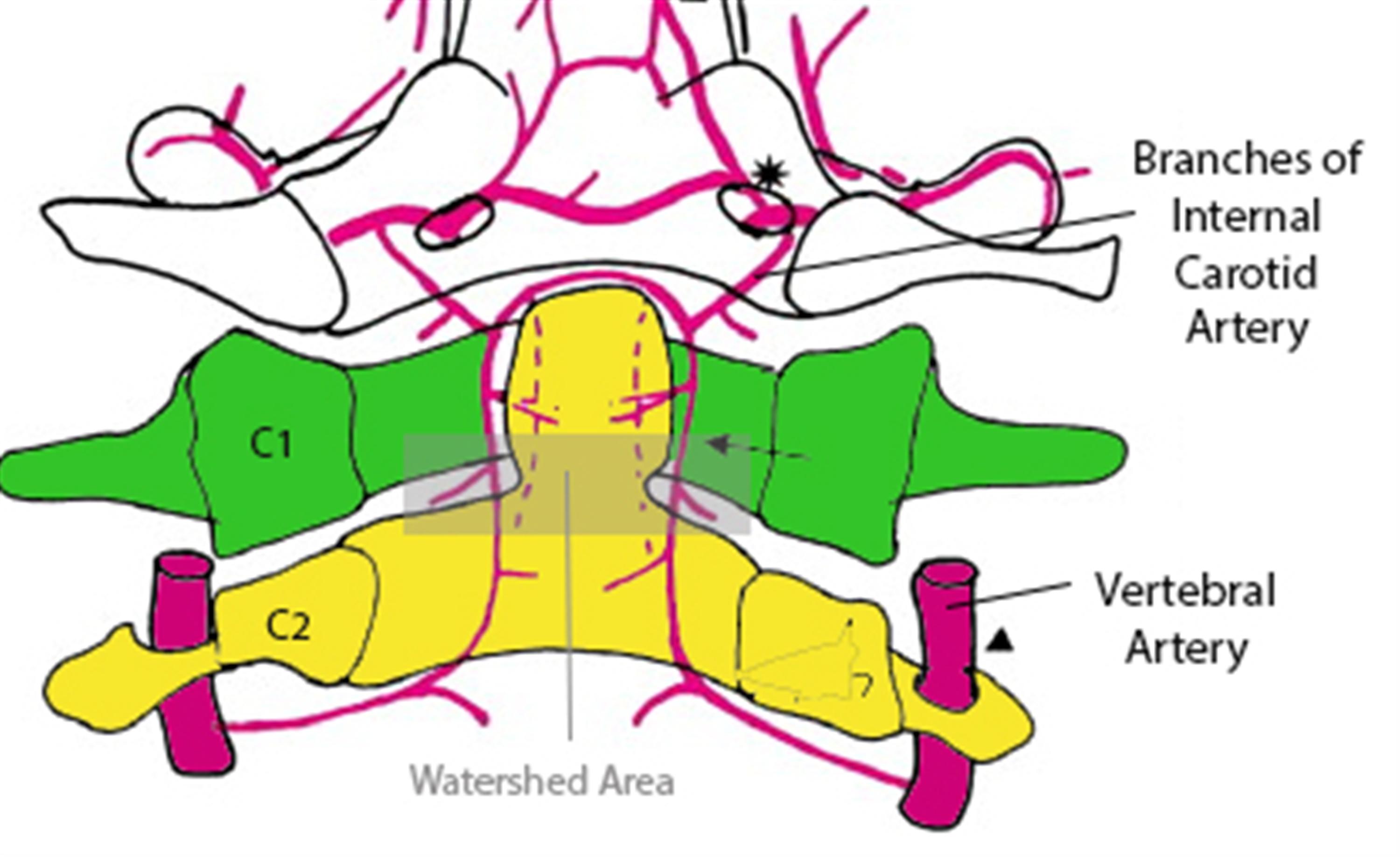Cervical Spine Anatomy - Spine - Orthobullets