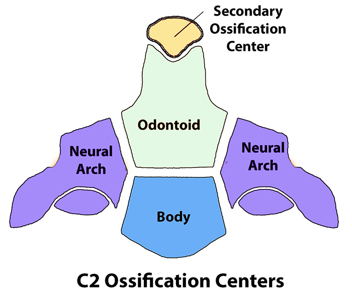 Cervical Spine Anatomy - Spine - Orthobullets