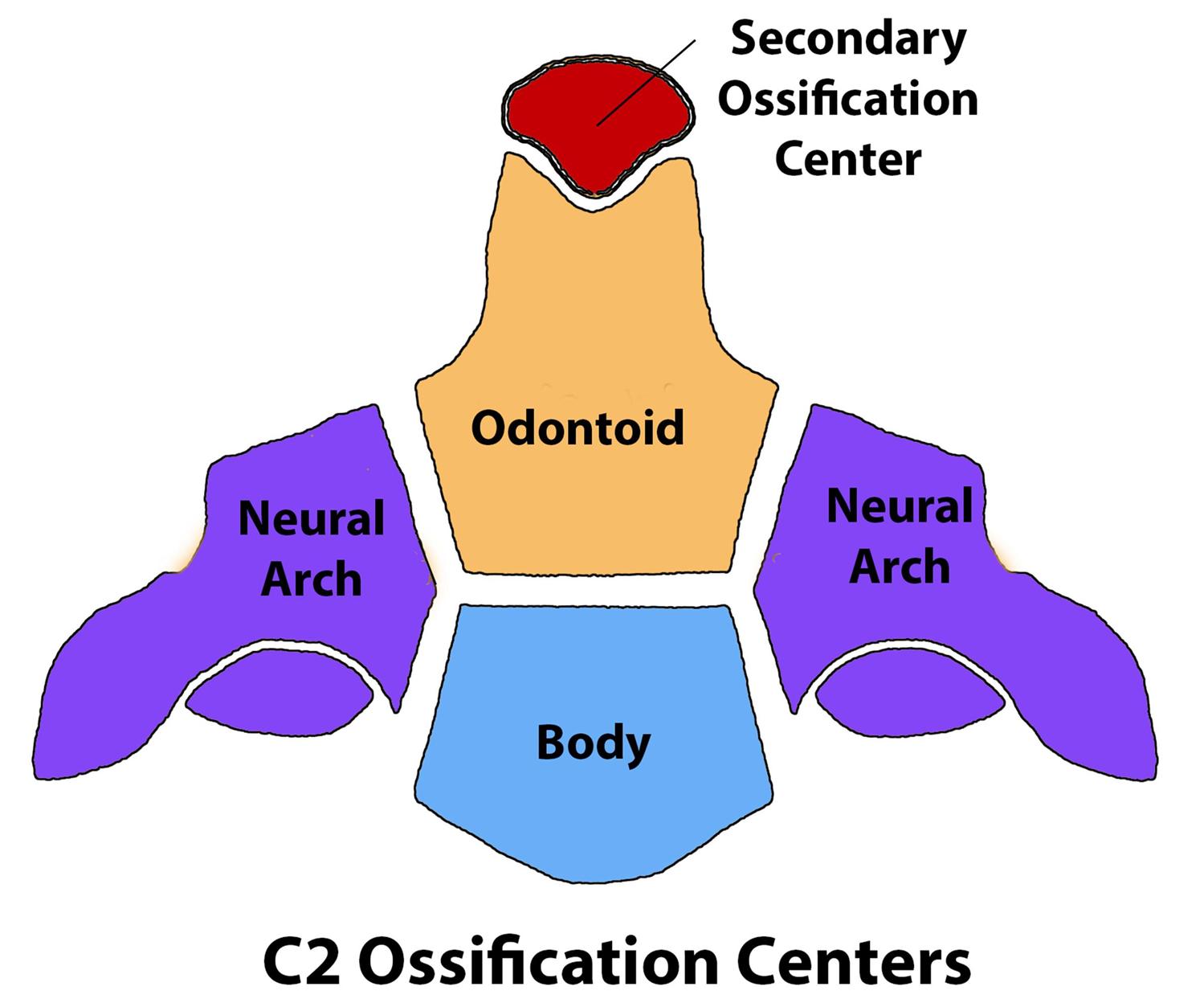 Cervical Spine Anatomy - Spine - Orthobullets