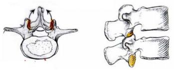 Thoracic Spine Anatomy - Spine - Orthobullets