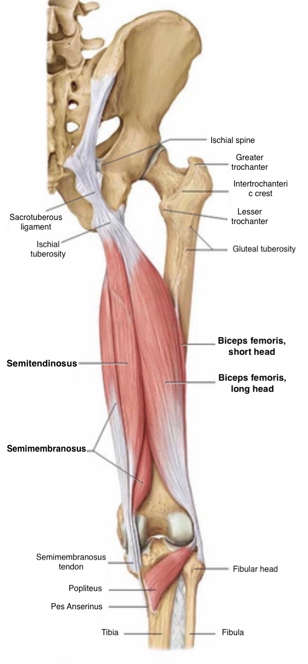 Hamstring Anatomy Muscles Of The Posterior Thigh QUOMZR Hamstring Anatomy Muscles Of The Posterior Thigh QUOMZR