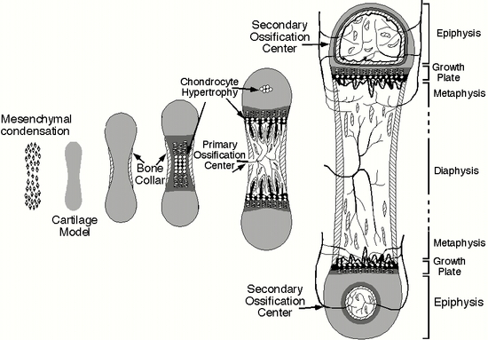 Endochondral Bone Formation - Basic Science - Orthobullets